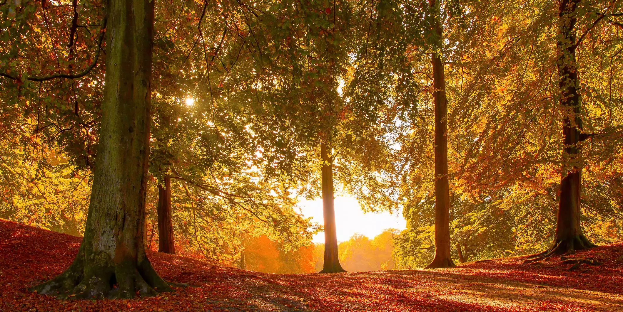 55 rudens sezono citatos – geriausi posakiai apie rudenį