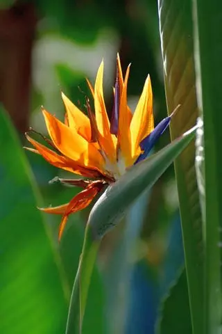 Bird of Paradise Plant Care Tips - Bird of Paradise Houseplant