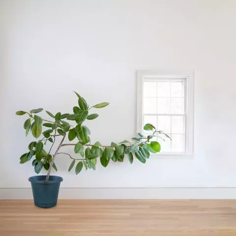 Cómo cuidar una planta de caucho - Guía para el cuidado de plantas de árboles de caucho