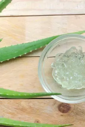 Aloe Vera Landareak Zaintzeko Aholkuak - Nola Hazi Aloe Vera