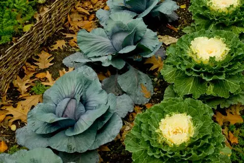 如何種植秋季花園 - 在涼爽的天氣種植作物