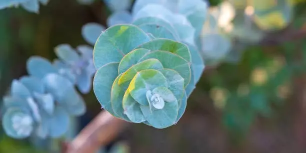 如何種植桉樹 - 從種子中種植桉樹