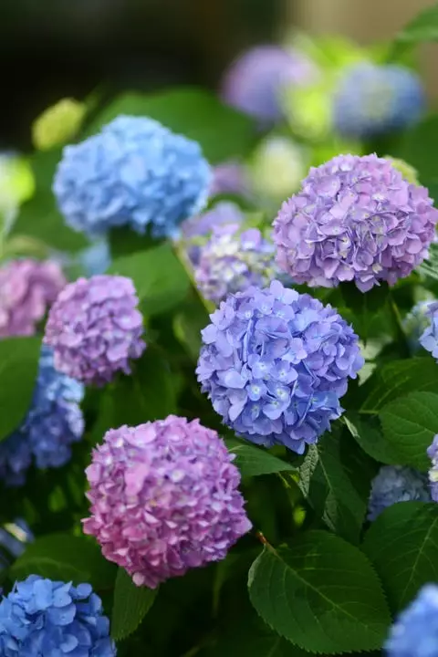 20 populære blomstrende busker - beste blomstrende busker for hagen